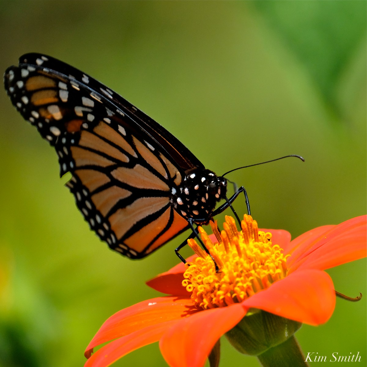 GOLDEN FLOWER OF THE AZTECS | Beauty on the Wing