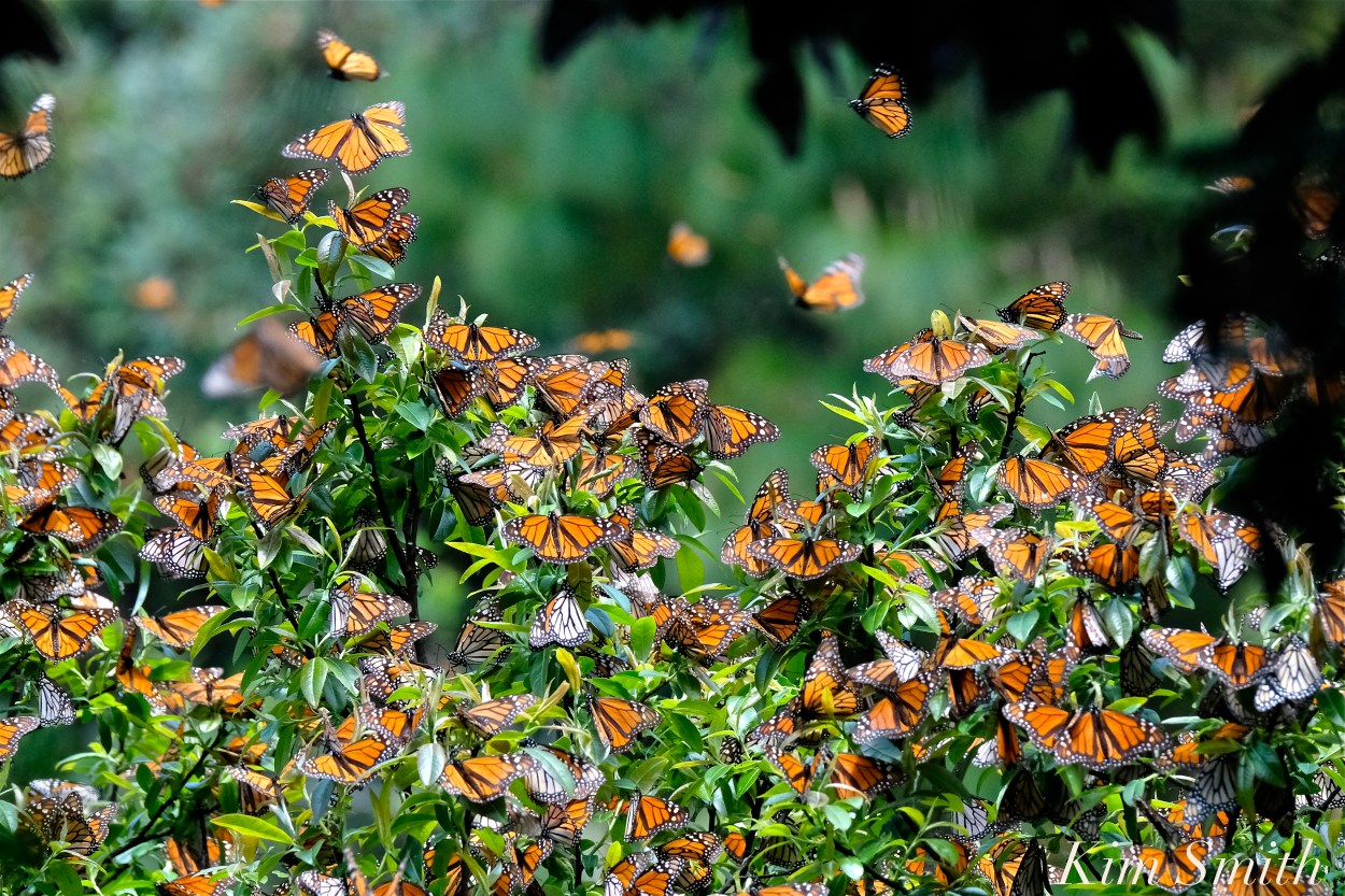 Stills from Cerro Pelon and Macheros | Beauty on the Wing