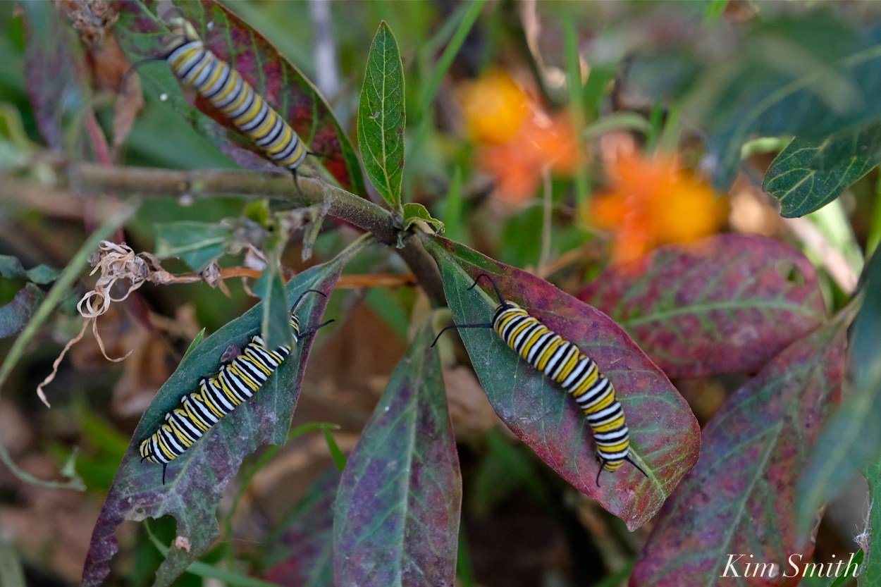 Stills from Cerro Pelon and Macheros | Beauty on the Wing