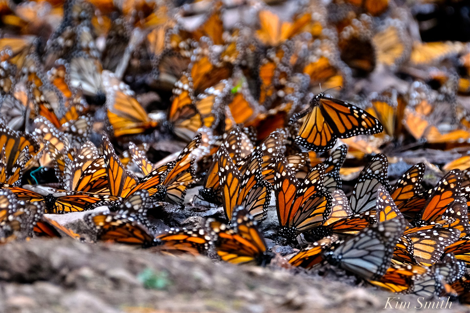 Stills from Cerro Pelon and Macheros | Beauty on the Wing
