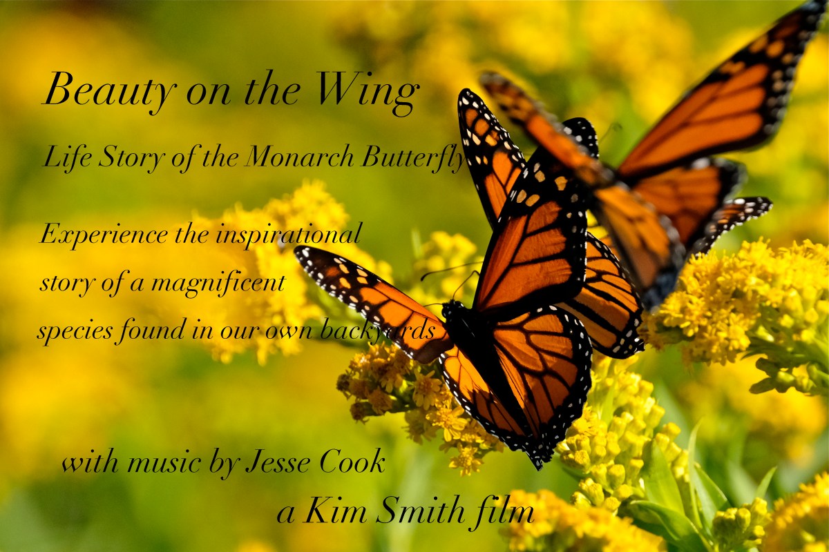 Monarch Butterfly Film Update | Beauty on the Wing