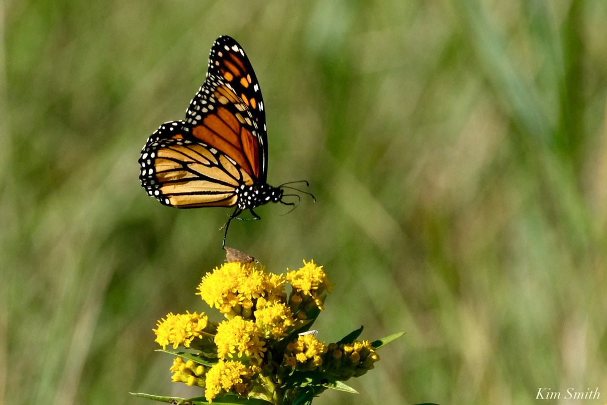 TINY KALEIDOSCOPE OF MONARCHS PASSING THROUGH | Beauty on the Wing