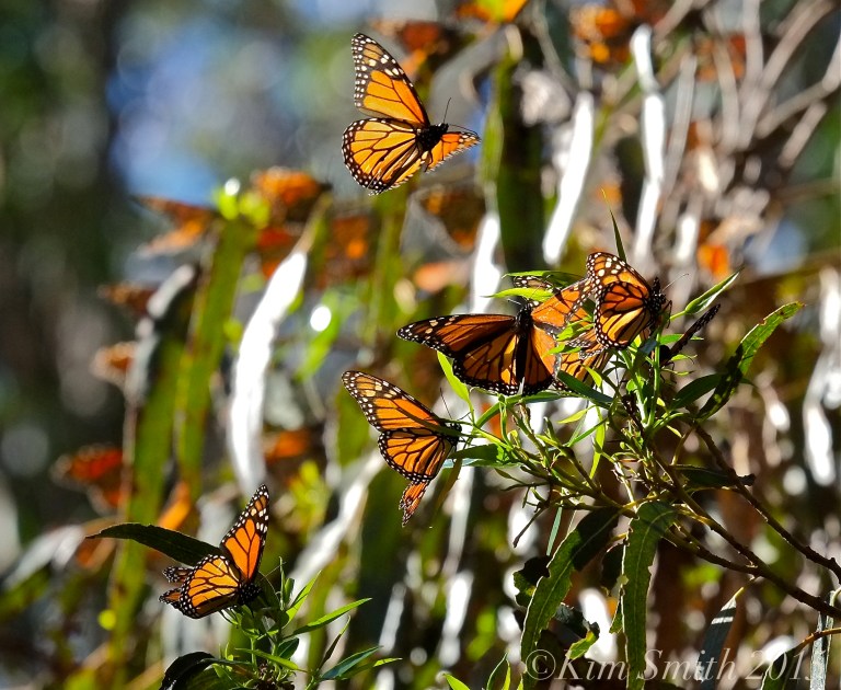 Beauty on the Wing | Life Story of the Monarch Butterfly