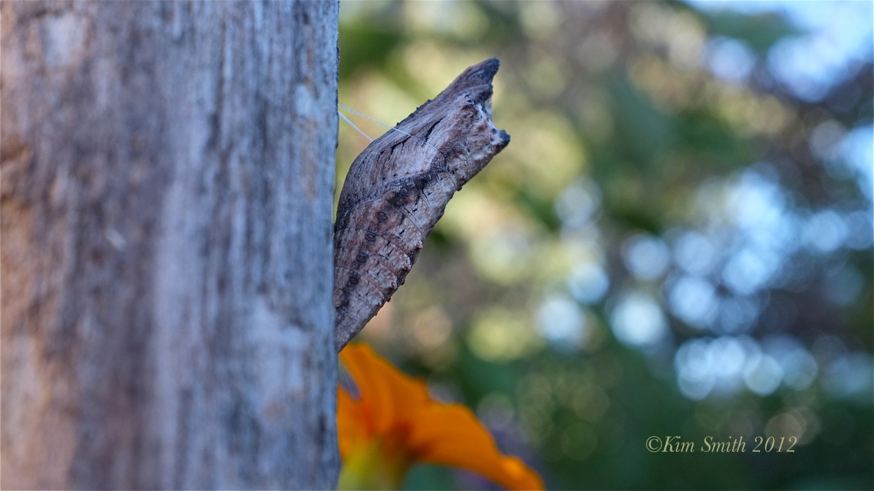 WHY ARE THERE GOLD DOTS ON A MONARCH CHRYSALIS? | Beauty on the Wing