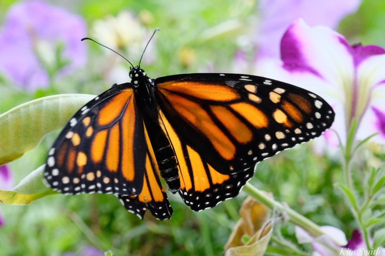 Beauty on the Wing | Life Story of the Monarch Butterfly