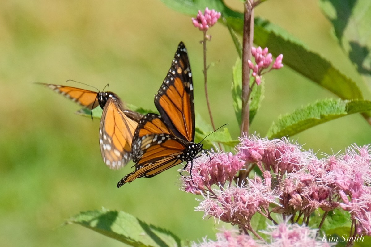NEW FILM FOR MONARCH KIDS: THE MARVELOUS MAGNIFICENT MIGRATING MONARCH ...