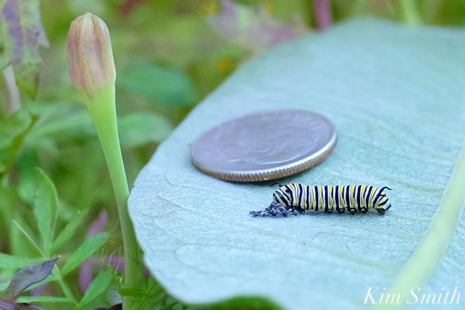 TINY CATERPILLAR MOLTING | Beauty on the Wing