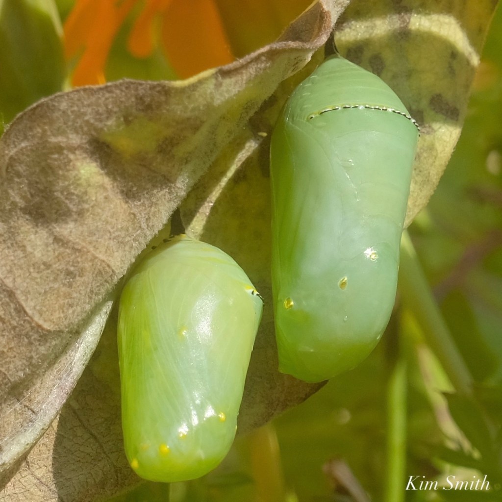 WHY ARE THERE GOLD DOTS ON A MONARCH CHRYSALIS? | Beauty on the Wing