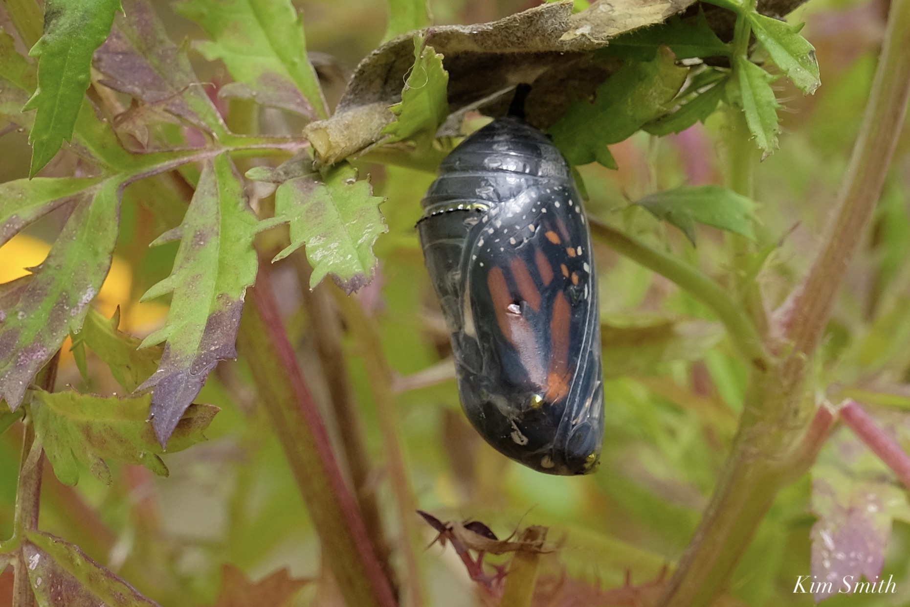 WHY ARE THERE GOLD DOTS ON A MONARCH CHRYSALIS? | Beauty on the Wing