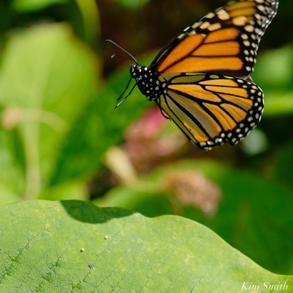 Beauty on the Wing | Life Story of the Monarch Butterfly