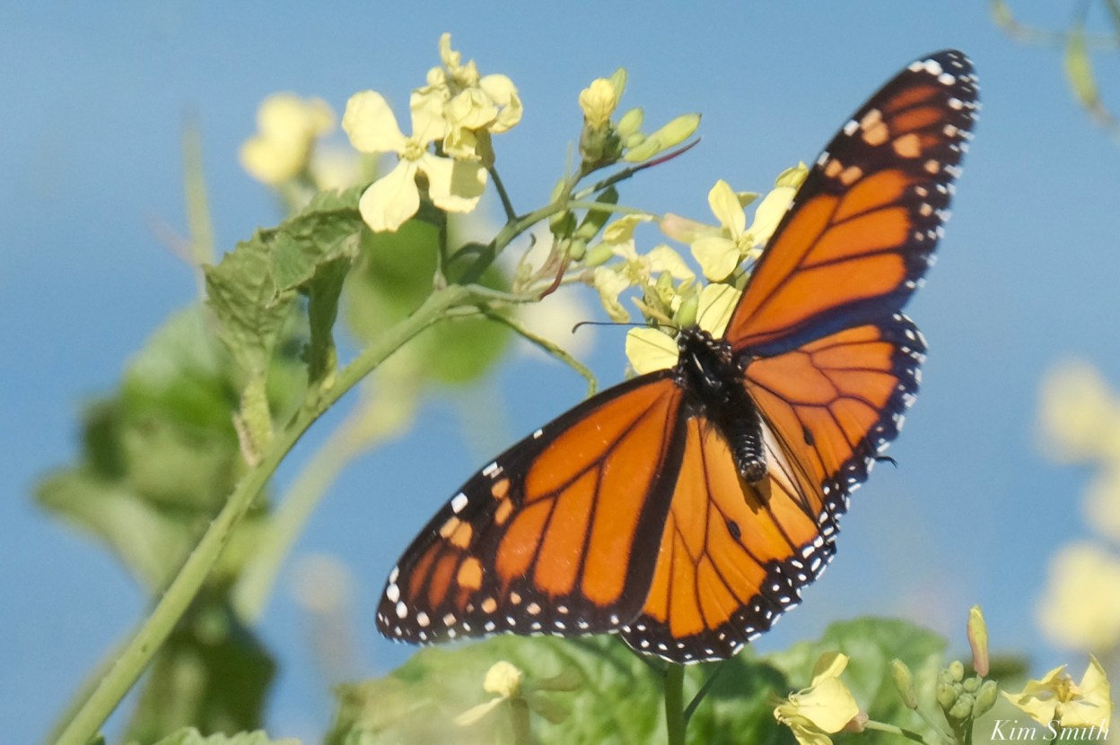 Beauty on the Wing | Life Story of the Monarch Butterfly