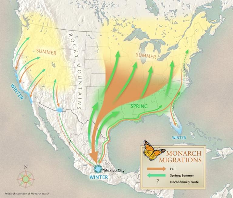 Beauty on the Wing | Life Story of the Monarch Butterfly