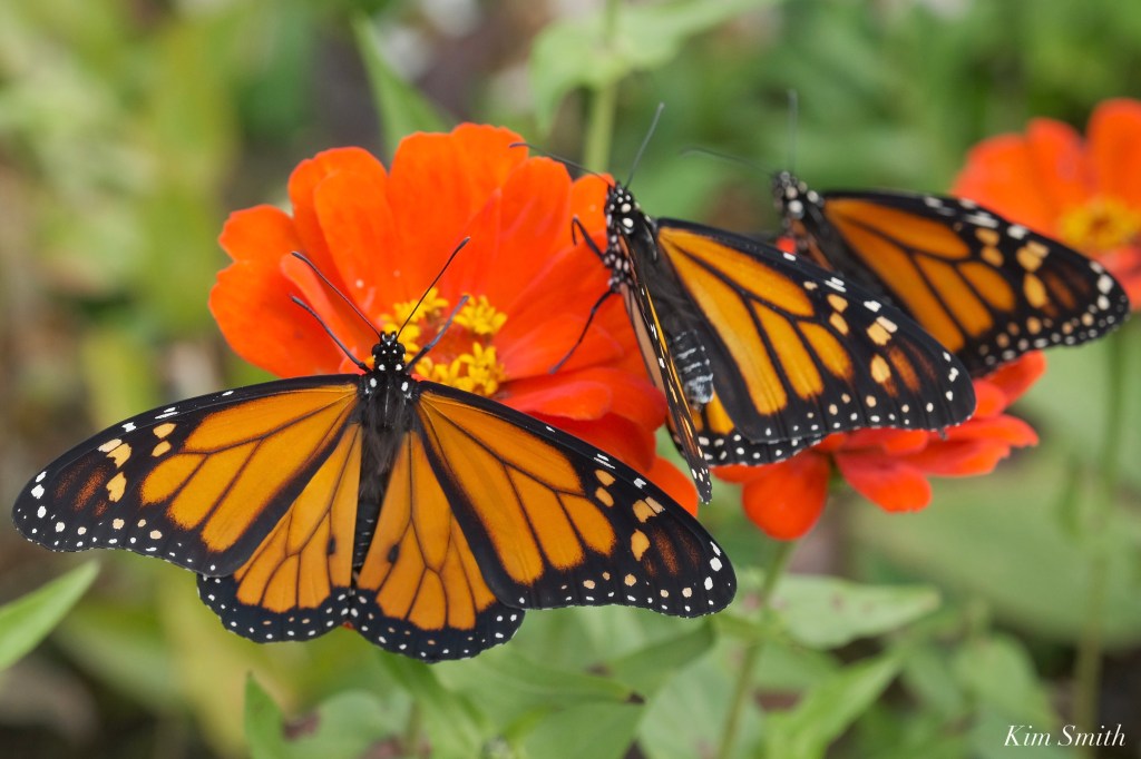 Beauty on the Wing | Life Story of the Monarch Butterfly