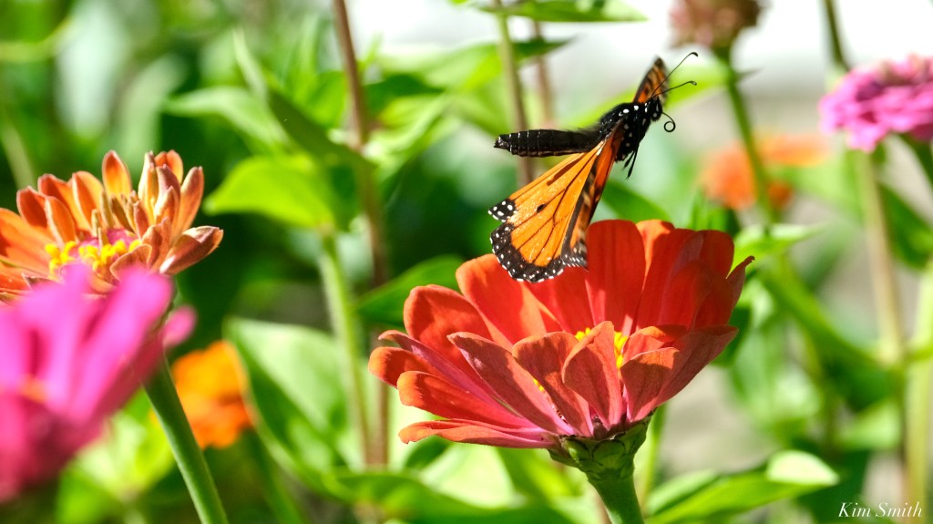 THE MARVELOUS MAGNIFICENT MIGRATING MONARCH AT THE ESSEX LIBRARY ...